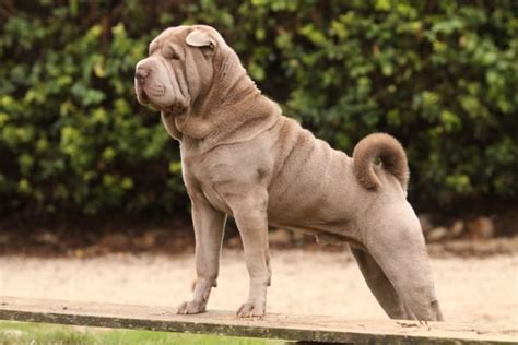 Shar Pei Tout Savoir Sur Ce Chien Samourai De Chine Blog