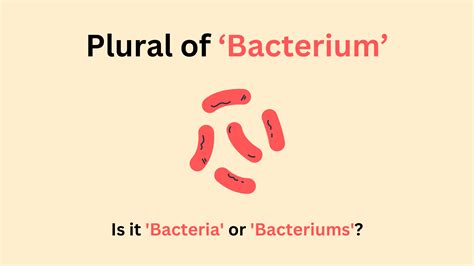 What Is The Plural Of Bacterium Is It Bacteria Or Bacteriums