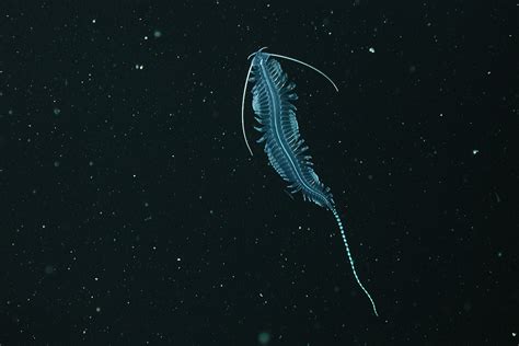 Gossamer Worm • Mbari