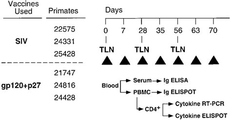 Experimental Protocol For Induction Of Siv Specific Th1 And Th2 Download Scientific Diagram