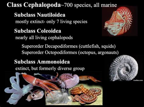 Biol 451 Cephalopods Flashcards Quizlet
