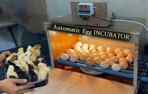 How An Automatic Egg Boilеr Can Simplify Mеal Prеp For Largе Familiеs Fashion Squill