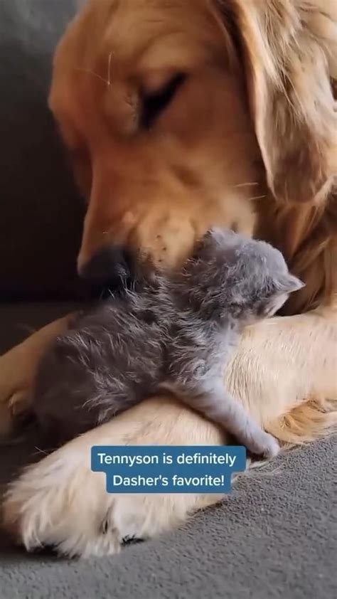 Pretty Sure Thats His Kitty Now Video Funny Animals Cute Dogs