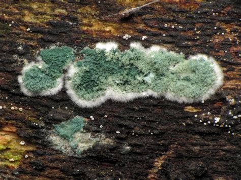 Trichoderma Fungi Of Taman Tugu · Inaturalist