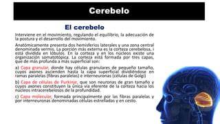 Sistema Motor Bases Biológicas Ppt