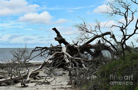Driftwood By The Sea Photograph By Sharon Bitner Fine Art America