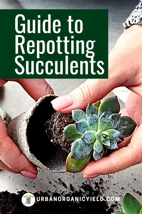 Step By Step Guide On How To Repot Succulents Repotting Succulents