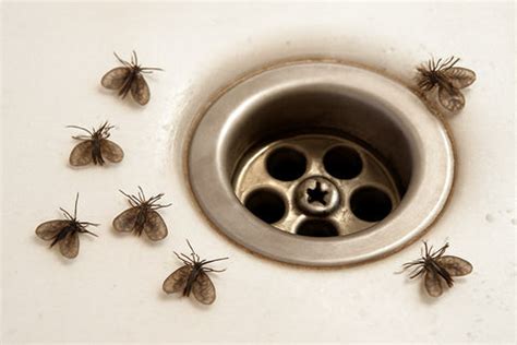 30 Common Household Pests And Tips For Control Them Wowcatch2025