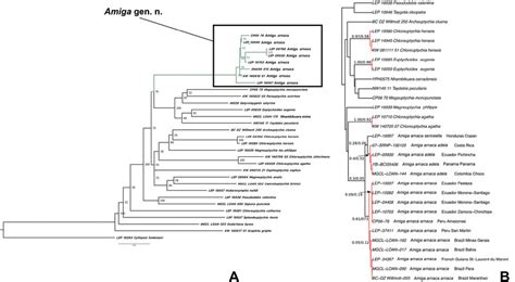 A Results Of Maximum Likelihood Analysis Based On Concatenated Dataset