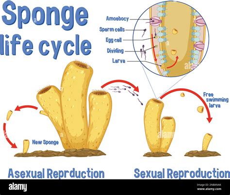 Retrovirus Replication