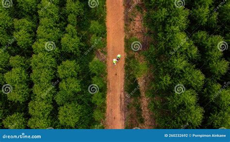 Biologists Out In The Field Examine Eucalyptus Forests With Data