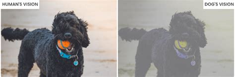 Are Dogs Color Blind Petlab Co