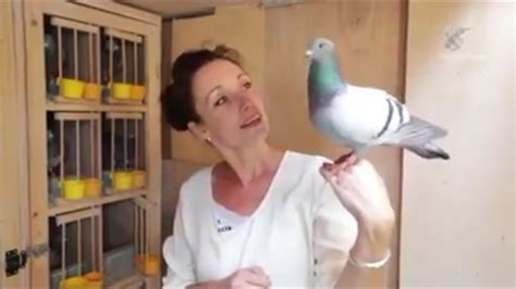 الحمام الزاجل هولاندي رائع Youtube