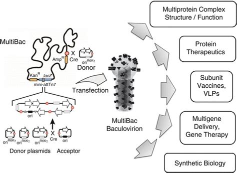 The Multibac Baculovirusinsect Cell Expression Vector System For