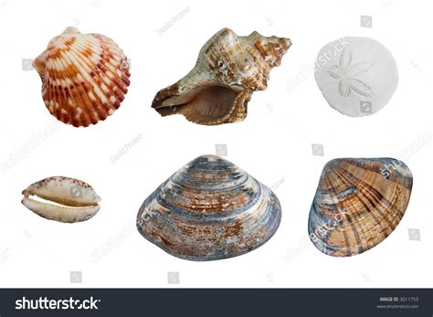 6 Different Types Of Seashells On White Complete With Clipping Paths