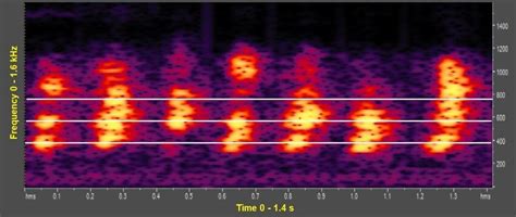 Detailed Spectrogram Of The Seven Woops W11 W17 Time Scale 0