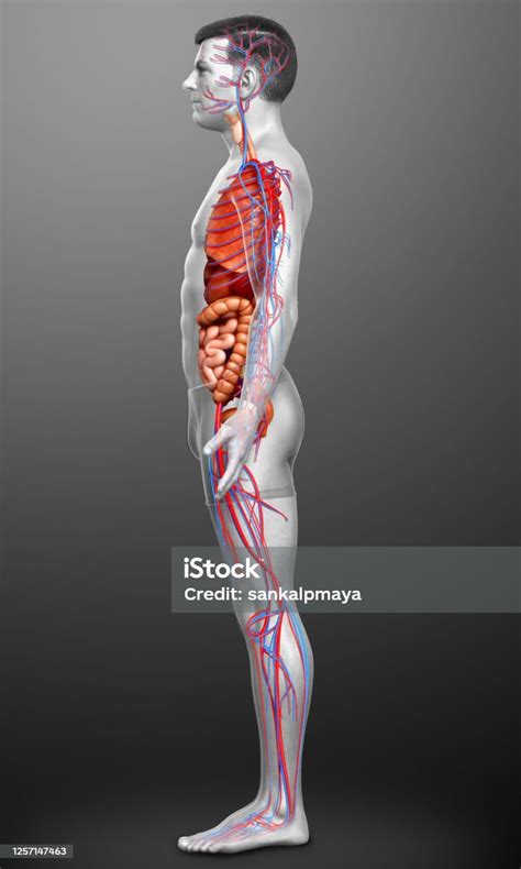 3d 는 남성 순환 시스템 및 내부 장기의 의학적으로 정확한 그림을 렌더링 3차원 형태에 대한 스톡 사진 및 기타 이미지 3