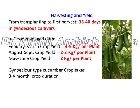Cucumber Cultivation In Protected Farming Pdf