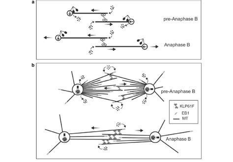 Model For Anaphase B A The Transition From Poleward Flux During