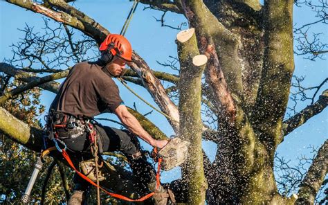 Professional Tree Removal Safe And Efficient Solutions