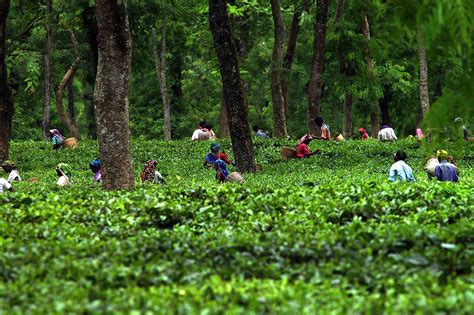 Tea Garden In Assam Tea Garden India Photography Tourism