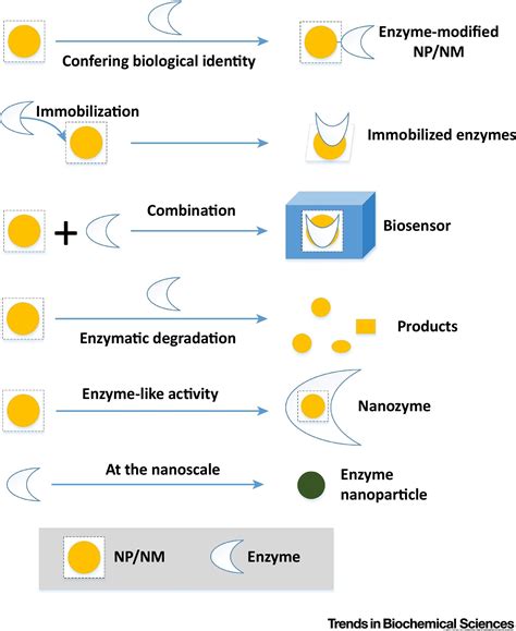 How Do Enzymes ‘Meet’ Nanoparticles and Nanomaterials?: Trends in Biochemical Sciences
