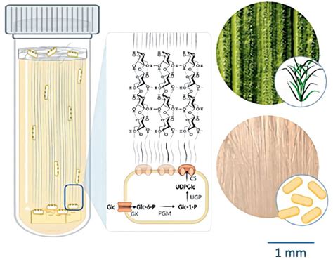 Institut De CiÈncia De Materials De Barcelona Icmab Csic On Linkedin Highly Aligned Bacterial