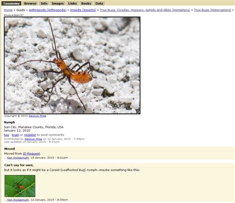 It S Not Work It S Gardening How I Identify Bugs