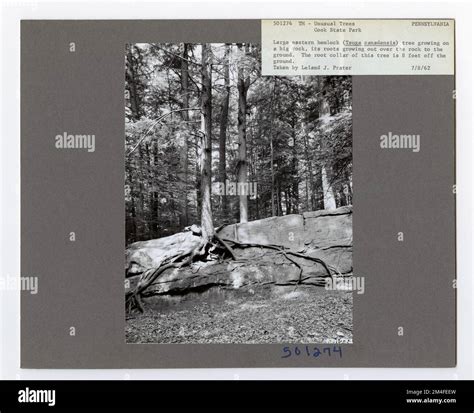 Tree Identification Hemlock Eastern Photographs Relating To