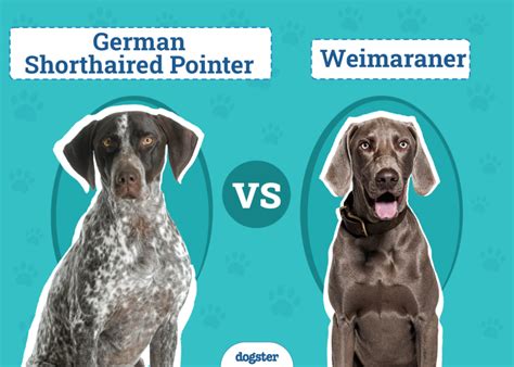Whats The Difference Between A Dachshund Dotson And Doxin Dogster