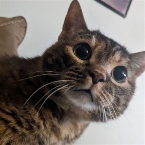 Pippy Contest Entry 44191 Modern Cat