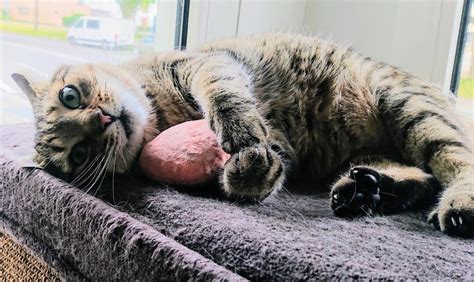 Catnip Eyes R Standardissuecat