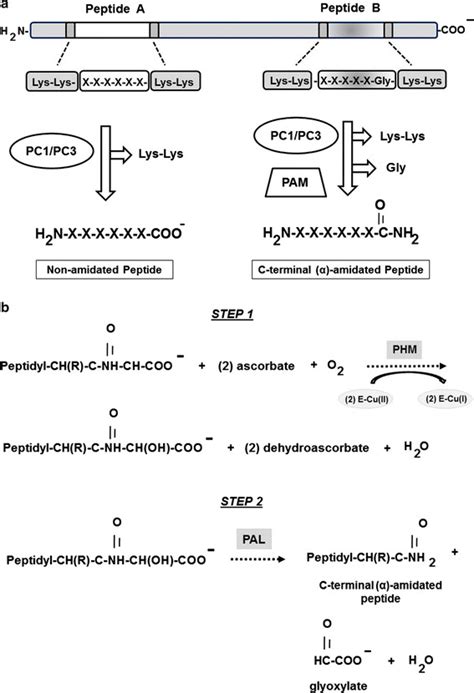 Schematic Representation Of The α Amidation Process In Cells The