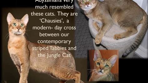 History And Origins Of The Abyssinian Where Did They Come From Hhct
