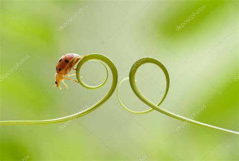 Hay Varios Tipos De Insectos Que Existen En Esta Tierra La Mayoría De