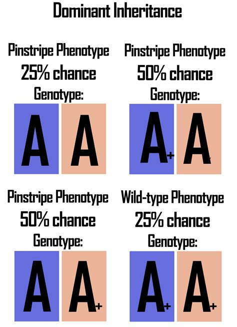 Ball Python Genetics Pt 1 Wheremyscalesslither