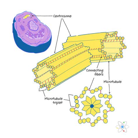 Centrosome Definition Structure And Function With Diagram