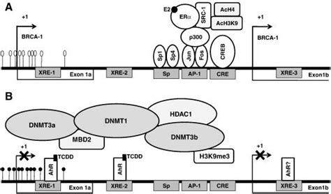 Proposed Model For Transcriptional Regulation Of Brca 1 Promoter A Download Scientific