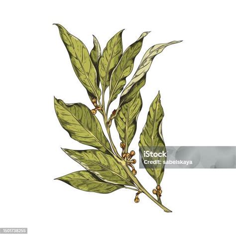 벡터 스케치 향기로운 베이 잎 고립된 그림 옥수수가 있는 월계수 잎의 마른 가지 흰색 배경에 후추 개념에 대한 스톡 벡터 아트 및 기타 이미지 Istock