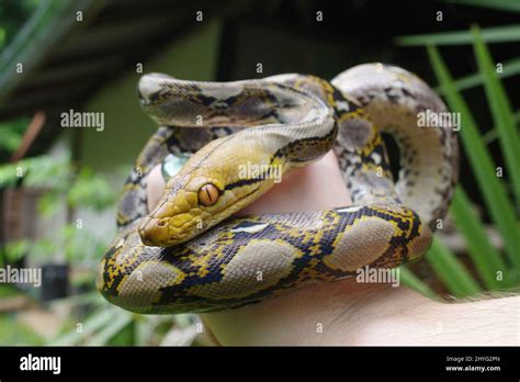 Closeup Of Reticulated Python On Human Hand Stock Photo Alamy