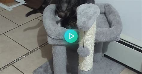 Getting Silly On Catnip Album On Imgur