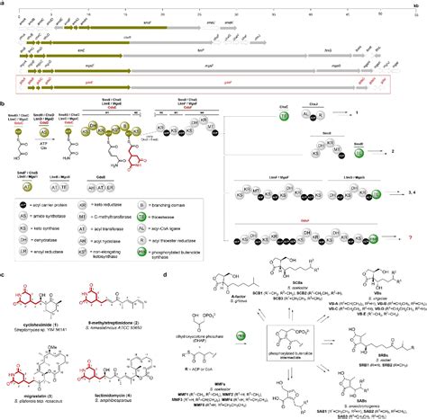 Figure 1 From Genomics‐driven Discovery Of A Novel Glutarimide