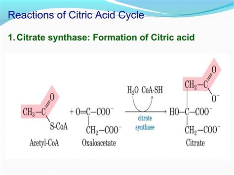 Tca Cycle Sir Khalid Biochem Ppt Free Download