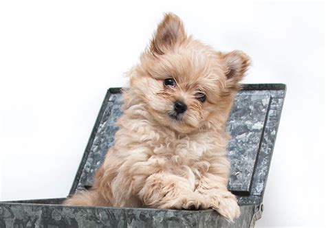 Pomapoo Is The Pomeranian Poodle Mix For You