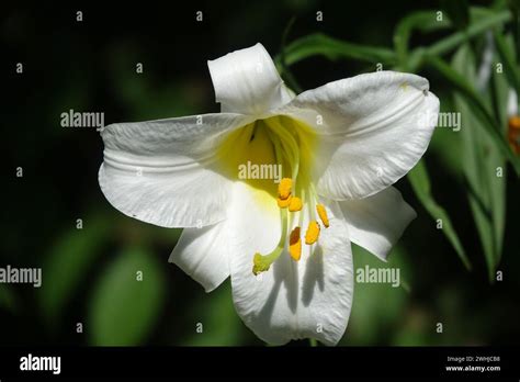 Lilium Bulbs Banque De Photographies Et Dimages à Haute Résolution Alamy