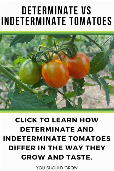 How To Care For Determinate Vs Indeterminate Tomatoes Constant Reader
