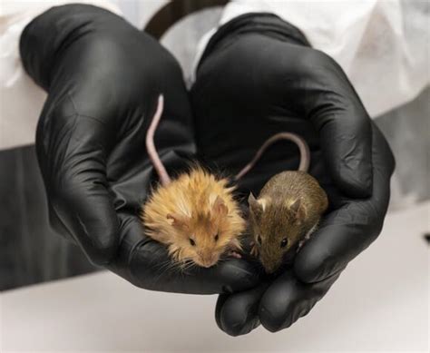 Colossal Creates “woolly Mouse” In Step Towards De Extincting The Mammoth By 2028 Newsbreak