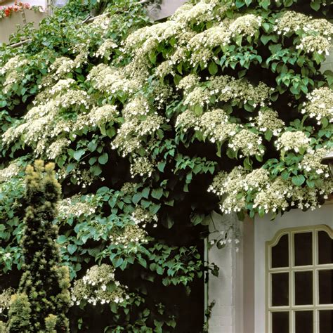 Climbing Hydrangea Plant Addicts