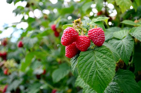 Himbeeren Umpflanzen So Machen Sie Es Richtig
