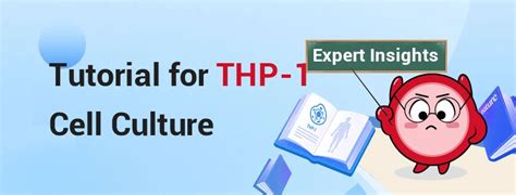 Thp 1 Cell Culture Protocol And Troubleshooting Ubigene